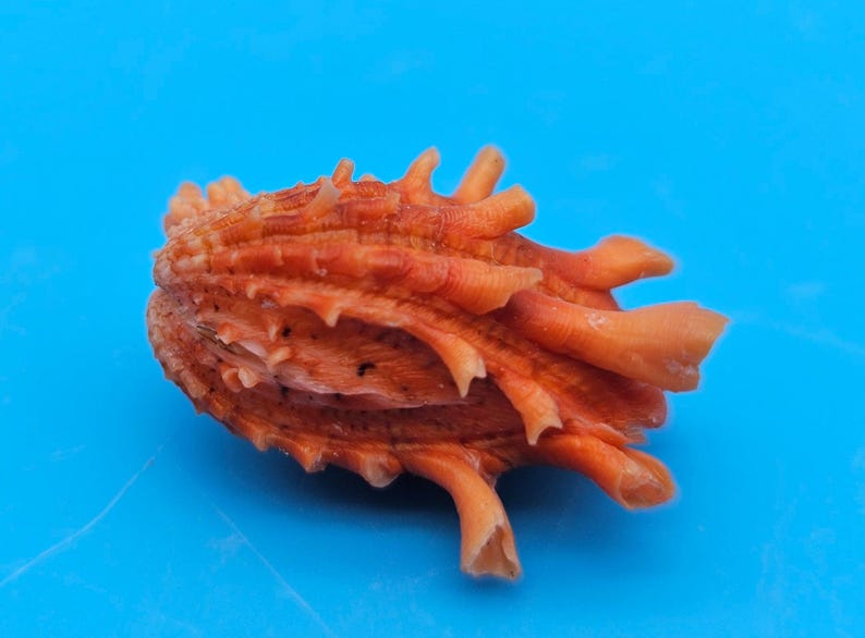Cardita Crassicosta Shell – 1.3" Orange Spiny Coastal Display From ...