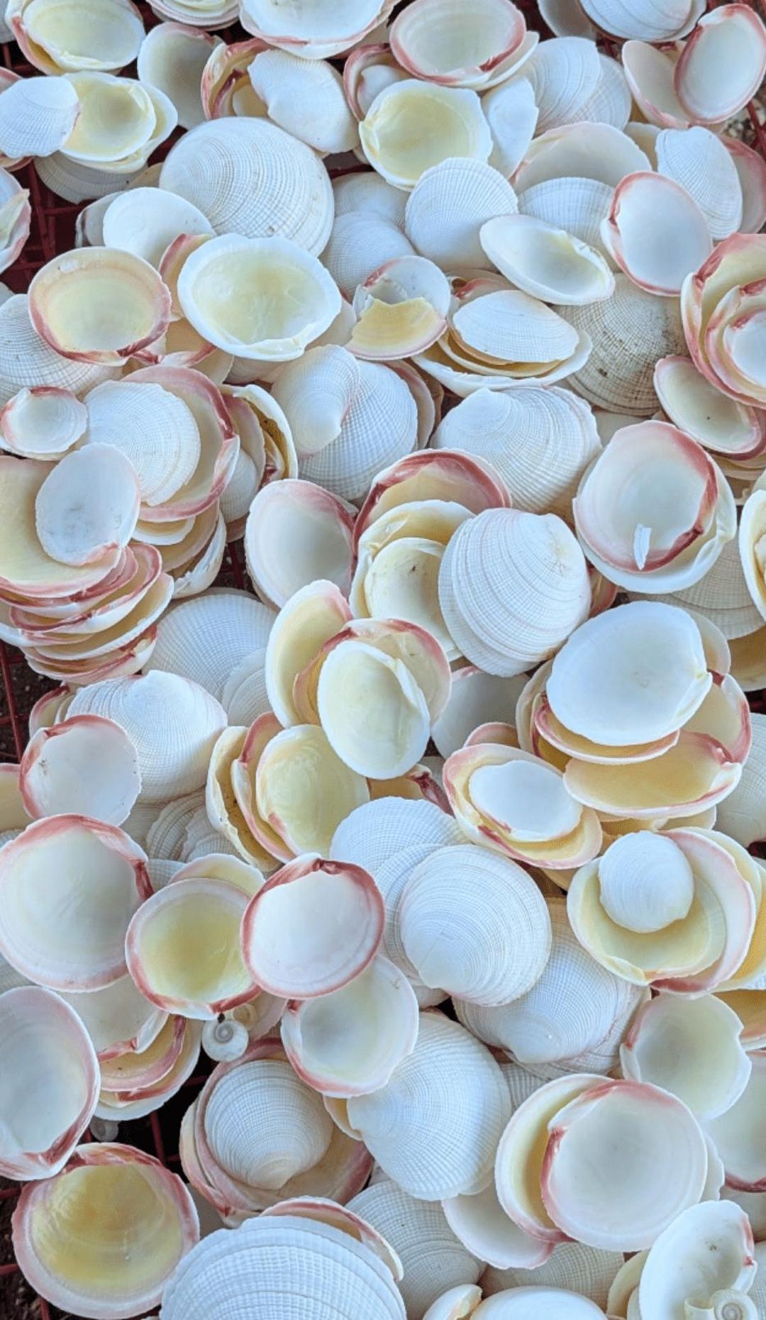 Tiger Codakia Clam Halves Shells Bulk Bags Tigrina - Etsy