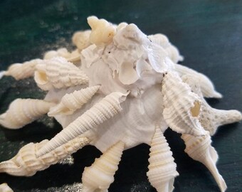 Imperial Volute Conch Shell Horn Spikes Unique Large Display - Etsy