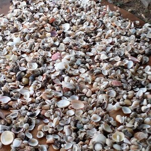 Assortment Mixed Shells Lot -natural Seashell Mix - Etsy