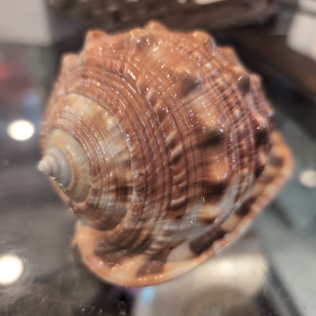 Select Bullmouth Cameo Helmet Shells 4-5" - Etsy