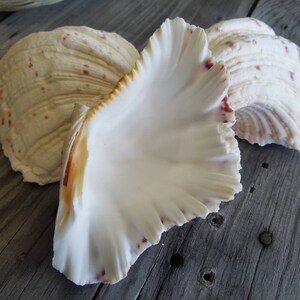 Bear Paw Clam Half Shells Clams Seashells Set Halves DIY Ring Bearer ...
