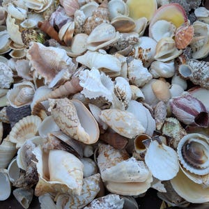 Assortment Mixed Shells Lot -natural Seashell Mix - Etsy