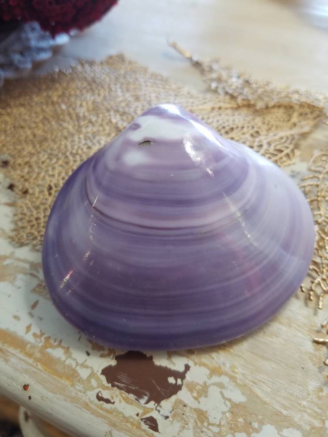 Natural Purple Clam Blush Lavender Violet Sea Shells Soft Polished ...