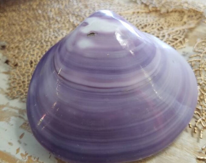 Natural Purple Clam Blush Lavender Violet Sea Shells Soft Polished ...