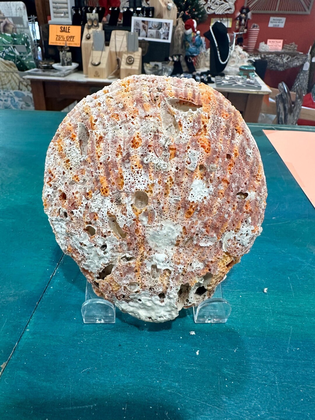 Rock Scallop/ Clam Shell- Spondylus Calcifier - Etsy