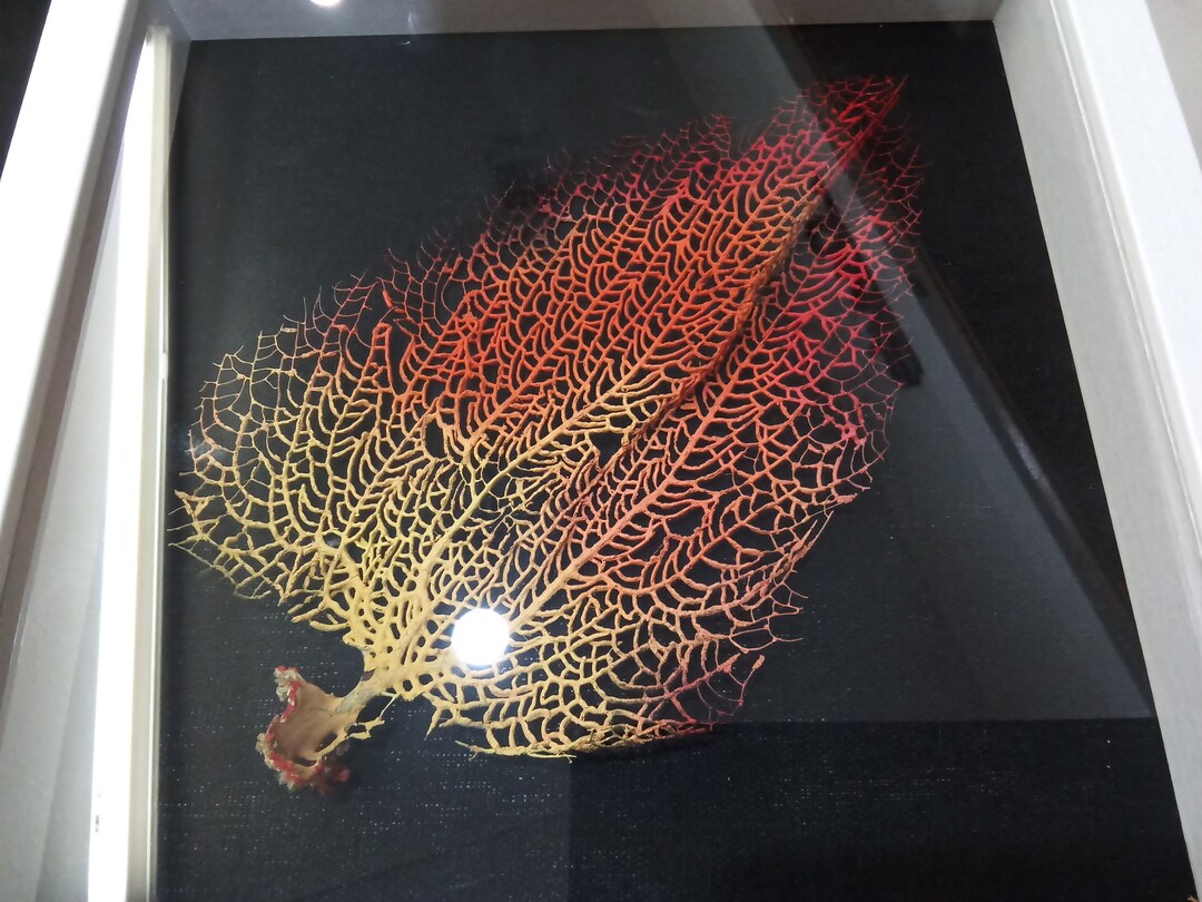 Coastal Shadow Box Sea Fan Coral Beach Shells Framed Beach Red Orange ...