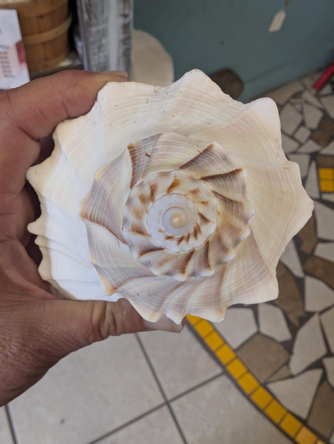 Texas State Shell Lightning Whelk 7-9" Large Display Seashell - Etsy