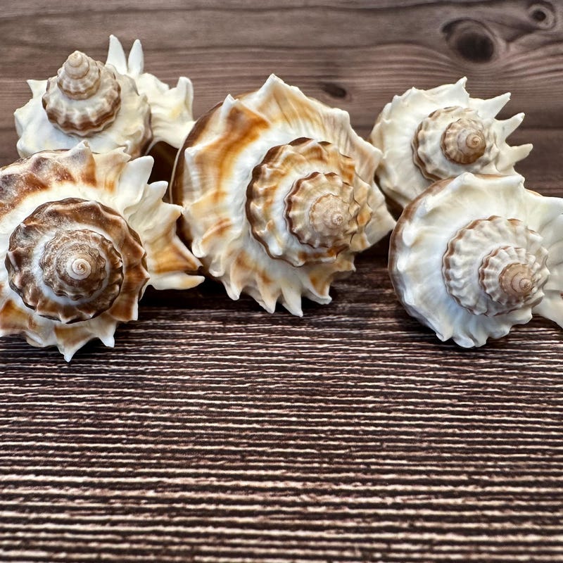 Shell Crown - Etsy