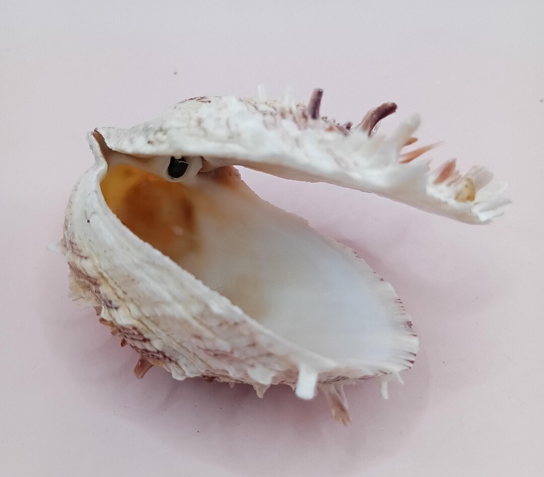 Natural Hinged Spondylus Shell – 2.8" X 1.4" – Spiny Display Shell - Etsy