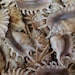 Millipede Spider Conch Shell Lambis Millepeda Spike Legs Pointed Spines ...