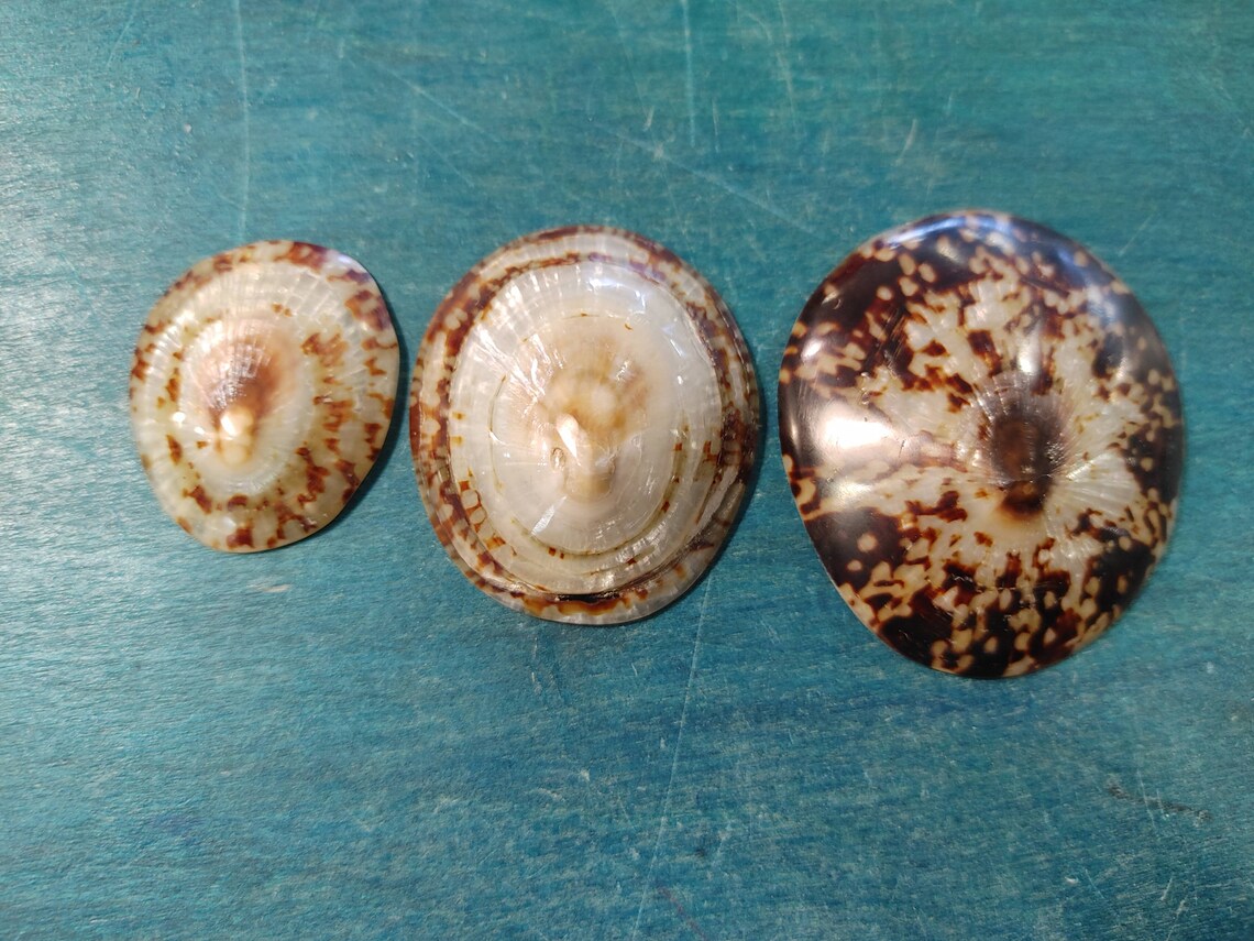 Polished Owl Limpet Shells Seashells Approx 2" Ivory Brown Natural ...