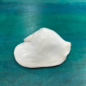 Strombus Latissimus Aka Milk Conch Shell, White - Etsy
