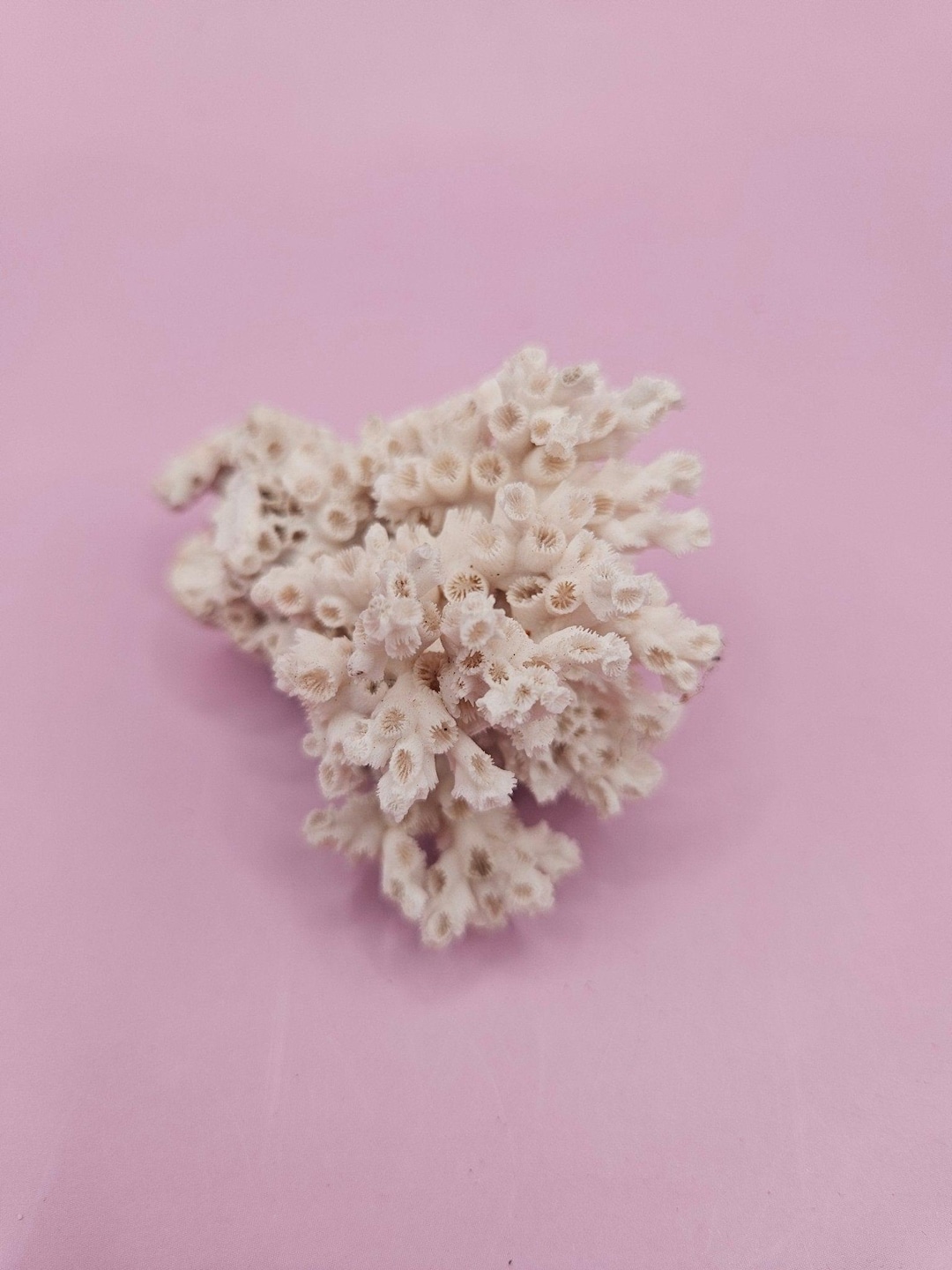 Ivory Bush Coral – Oculina Varicosa (2.5") - Etsy