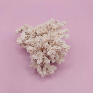 Ivory Bush Coral – Oculina Varicosa (2.5") - Etsy