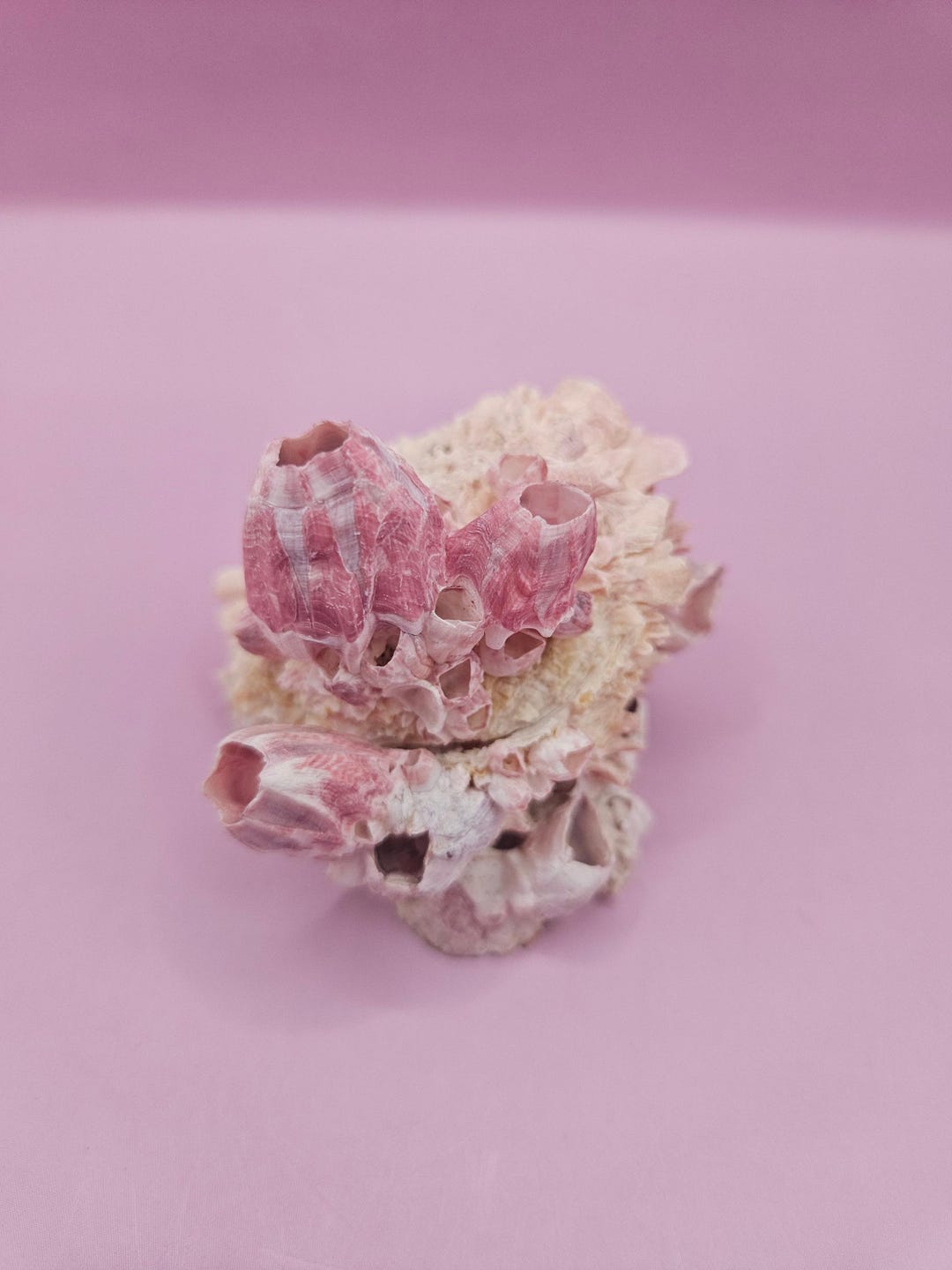 Barnacle With Yellow Jewel Box Shell Gulf of Mexico 2.5x2.3 - Etsy