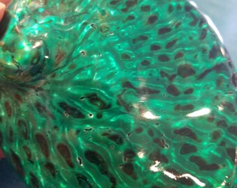 Home & Living Taxidermy & Curiosities Japanese Wonder Shell Miraculous ...