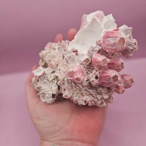 Barnacle With Yellow Jewel Box Shell – Gulf of Mexico (4.6"x3") - Etsy