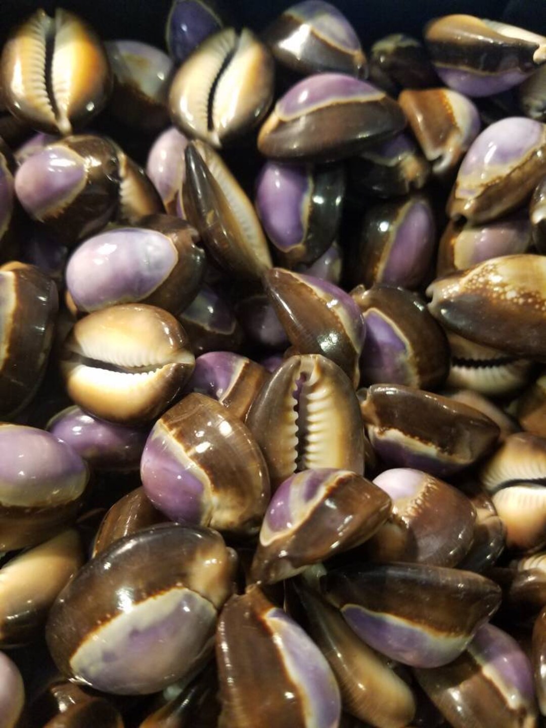Purple Eyed Snakehead Serpents Head Cowrie Cowry Shells Polished Rich ...