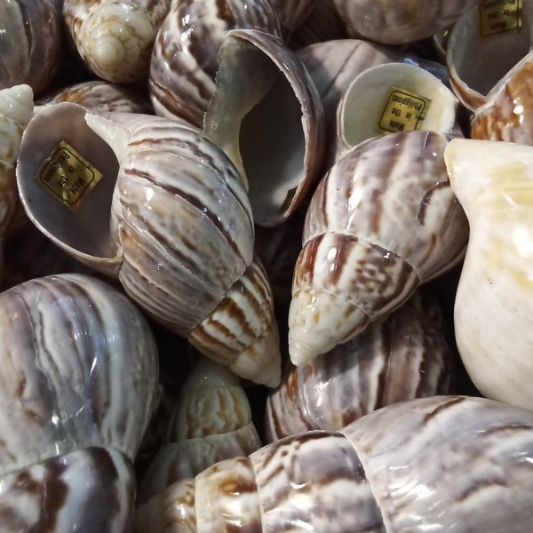 Fairy Garden Snails - Etsy