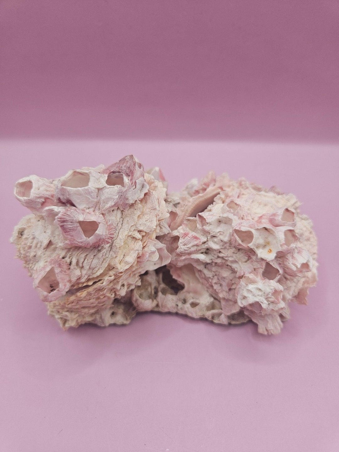 Barnacle With Yellow Jewel Box Shell – Gulf of Mexico (4.6"x3.2") - Etsy