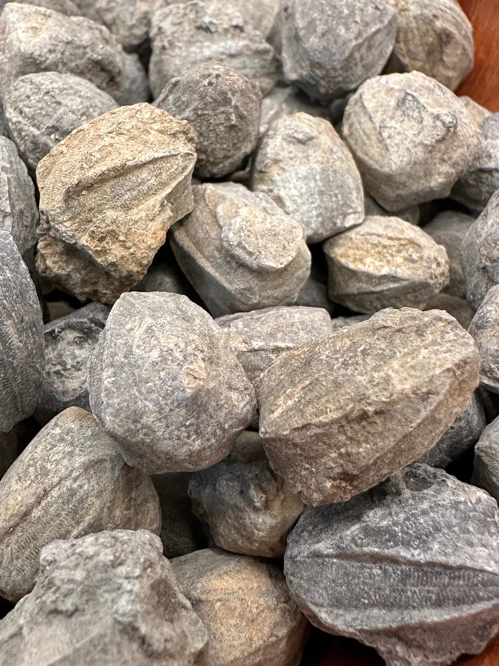 Pentremites Blastoid Fossils 0.5"–1" | Ancient Marine Fossils for ...