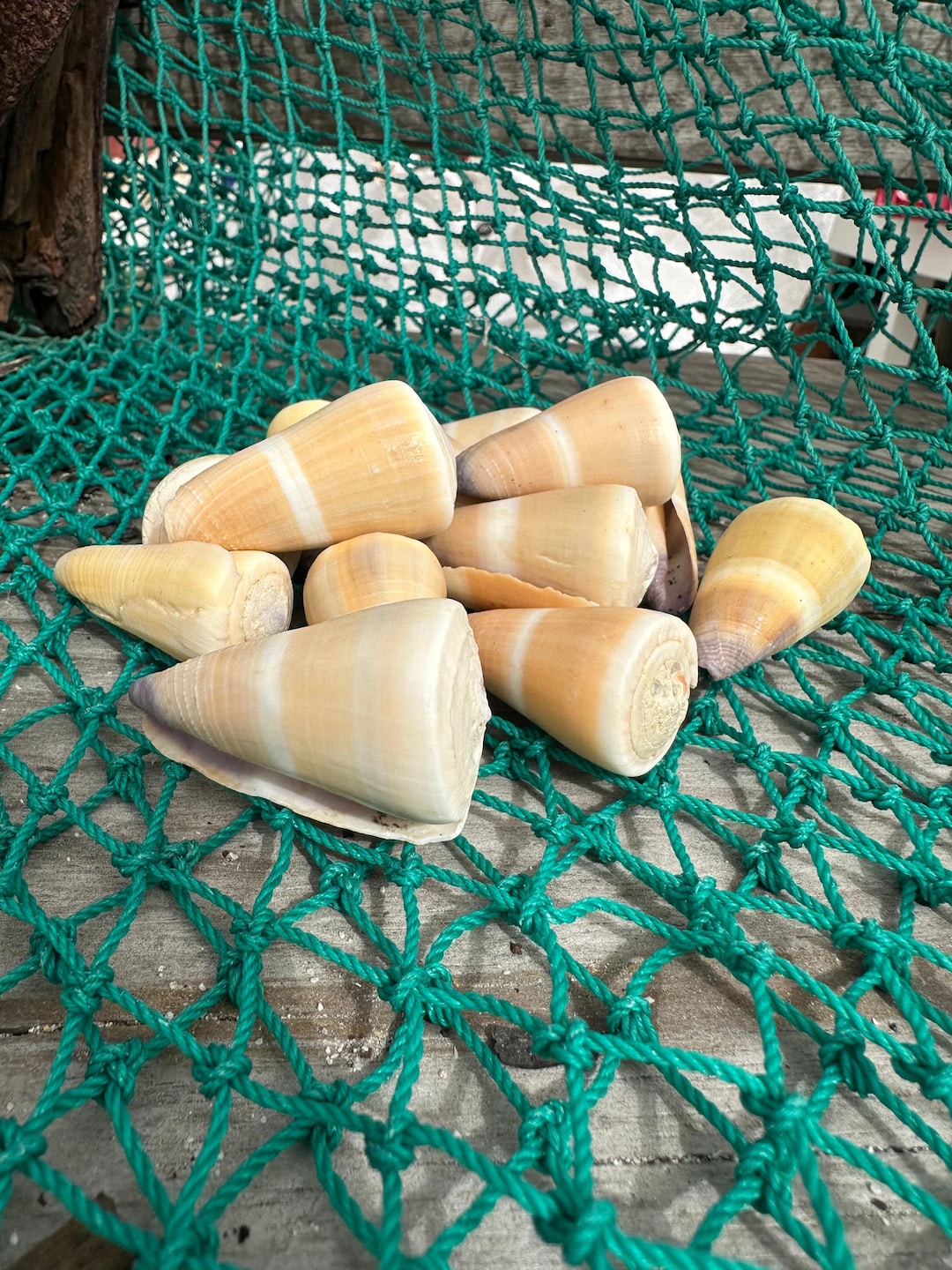 Rare Hawaiian Golden-yellow Cone Shell - Conus Peasei - Etsy