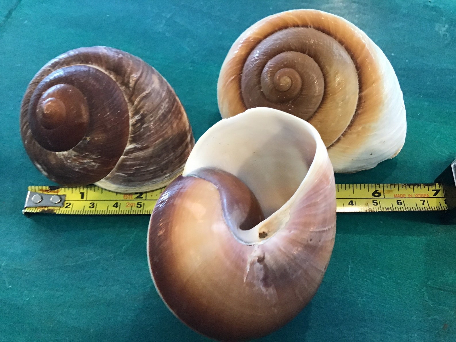 Muffin Shells Large Snail Brown White Snail Seashells - Etsy