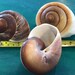Muffin Shells Large Snail Brown White Snail Seashells - Etsy