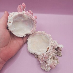 Barnacle With Yellow Jewel Box Shell – Gulf of Mexico (4.6"x3") - Etsy