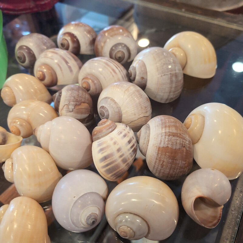 Apple Snail Shell - Etsy