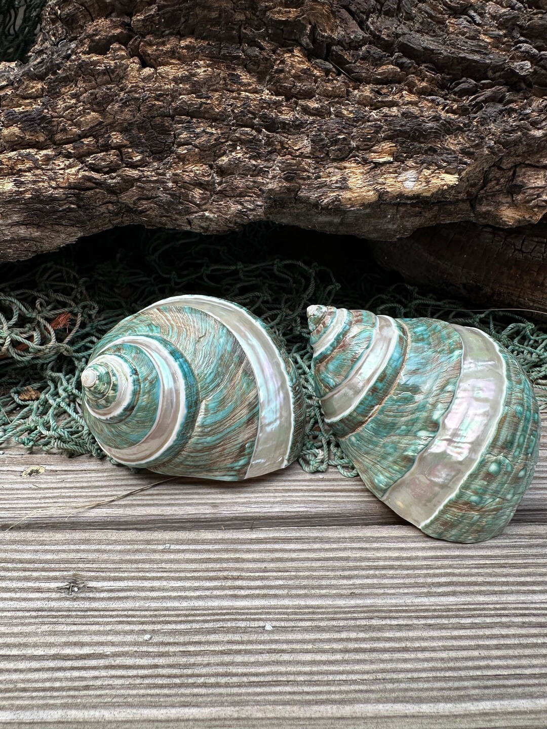 Large Banded Jade & Pearl Turbo Shell- 2 Sizes - Etsy