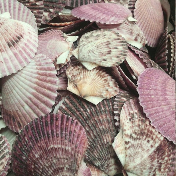 Scallop Shell - Etsy