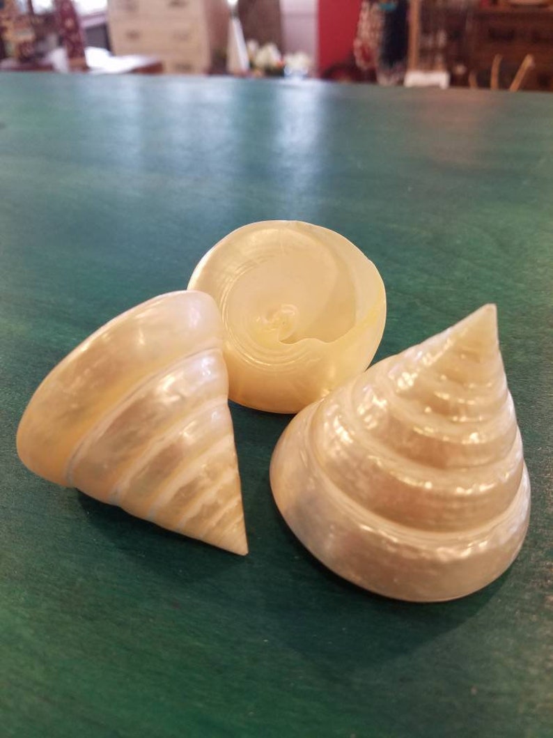 Large Pearl Trochus Troca Spiral Top Seashells Shells DIY - Etsy