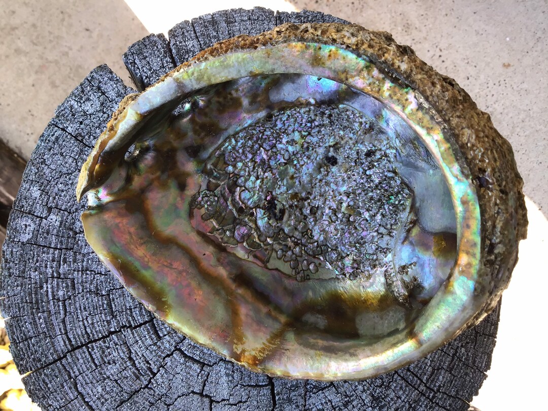 Large Pink Abalone Iridescent Seashell 5 6 7" Coastal Living Home Decor ...