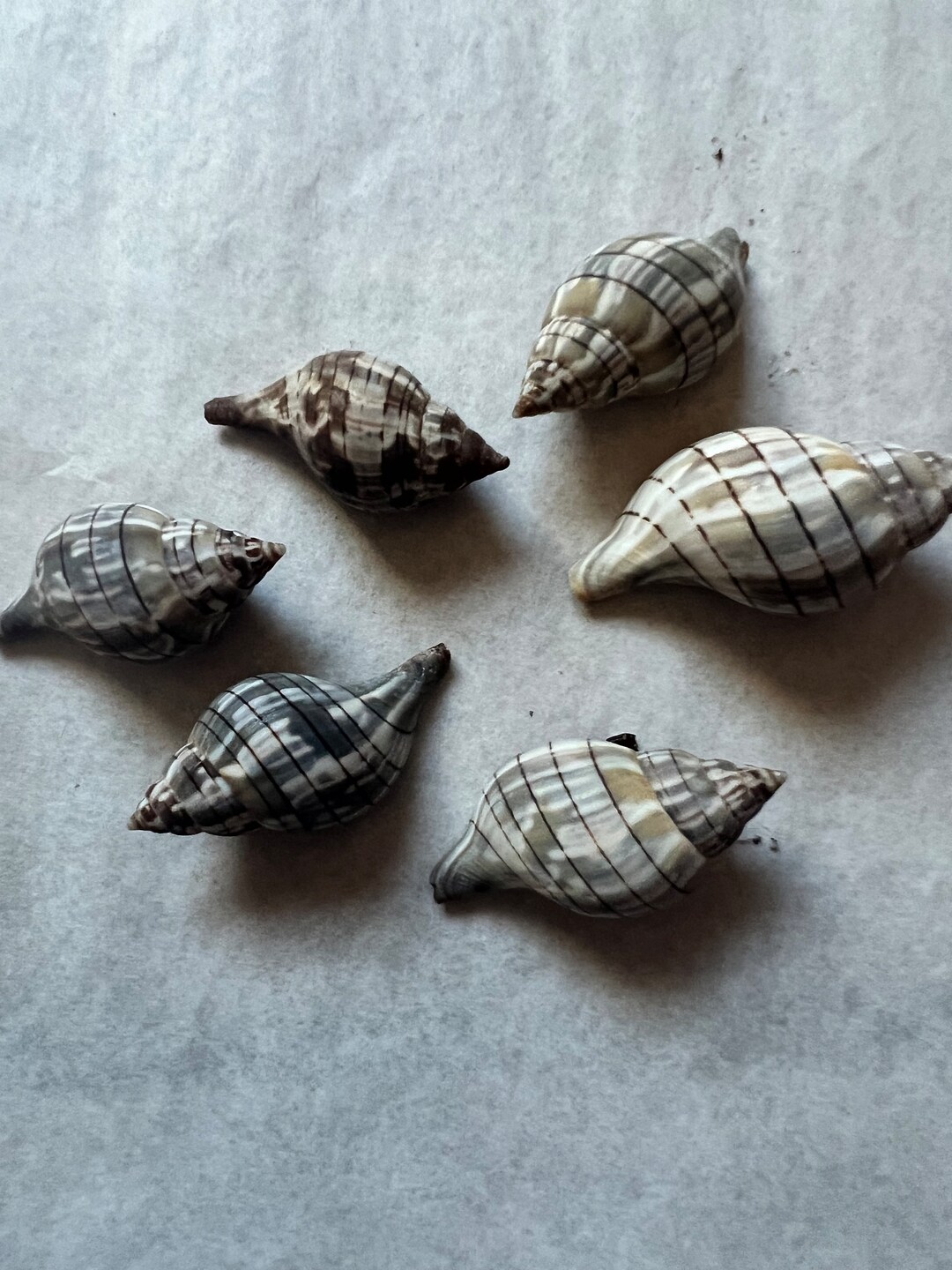 Tulip Spiral Striped Brown Tan Cream Shell Coastal Ocean Theme Home ...