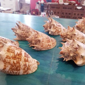 Imperial Volute Conch Shell Horn Spikes Unique Large Display Seashell ...