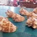 Imperial Volute Conch Shell Horn Spikes Unique Large Display Seashell ...