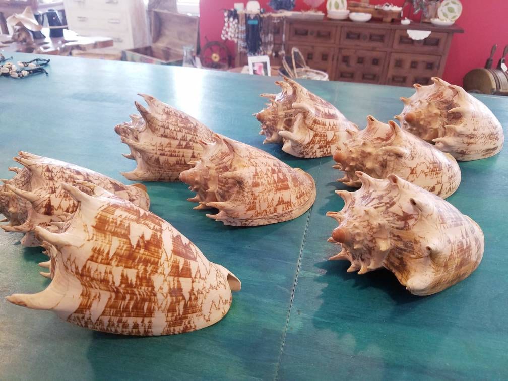 Imperial Volute Conch Shell Horn Spikes Unique Large Display | Etsy