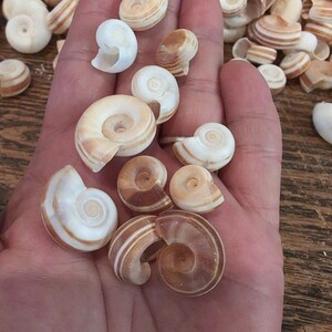 Small Rams Horn Shell - Etsy