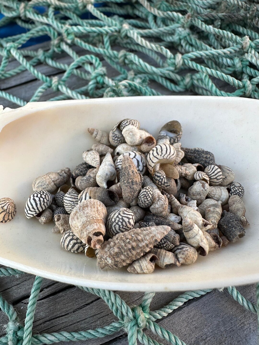 Teeny Tiny Natural Shell Mix - Etsy