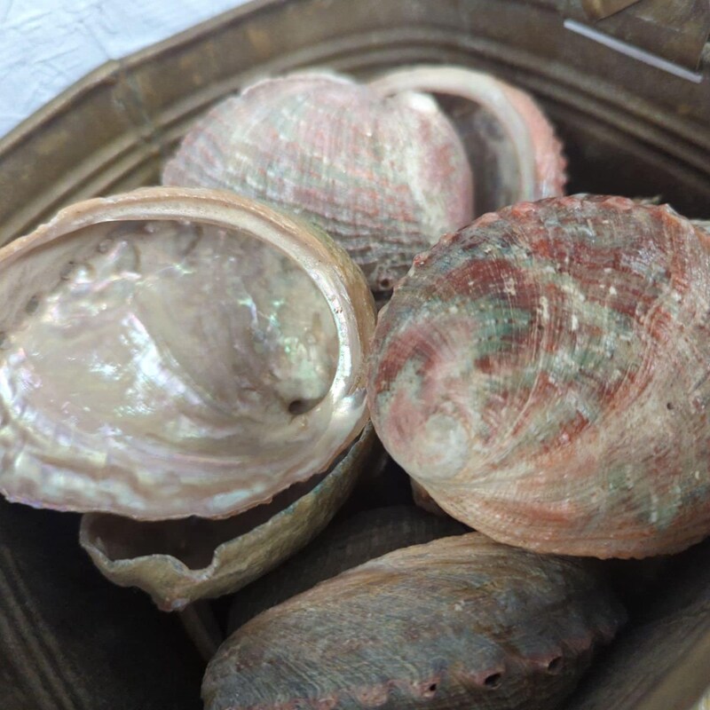 Clam Shell Prop - Etsy