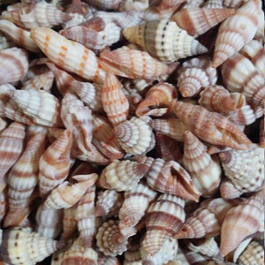 Mixed Bulk Mitra Miter Mitre Shells Pointed Spiral Topped Top Seashells ...