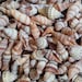 Mixed Bulk Mitra Miter Mitre Shells Pointed Spiral Topped Top Seashells ...