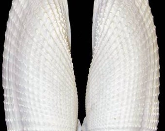 Angel Wing Shell | Etsy