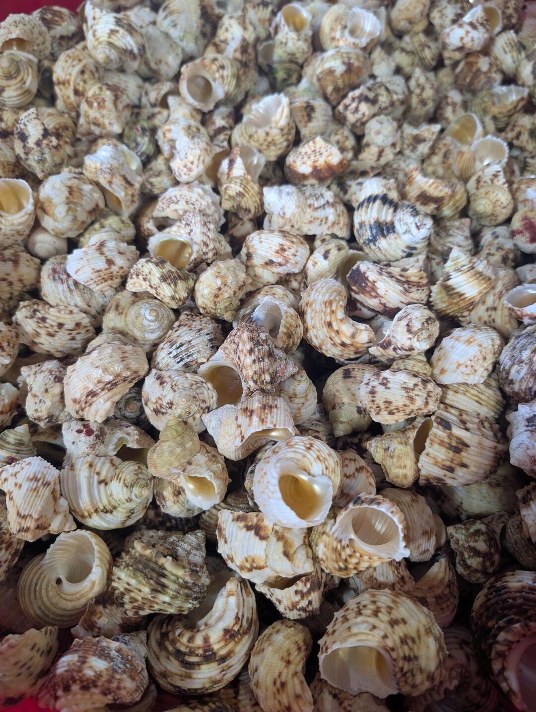 NEW Gold and Silver Mouth Turban Shells (turbo Chrysostomus ...
