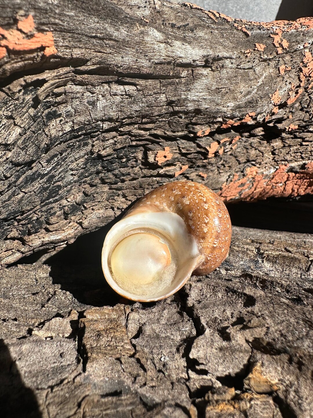 Snakeskin Turbo With Operculum - Turbo Sarmaticus - Etsy