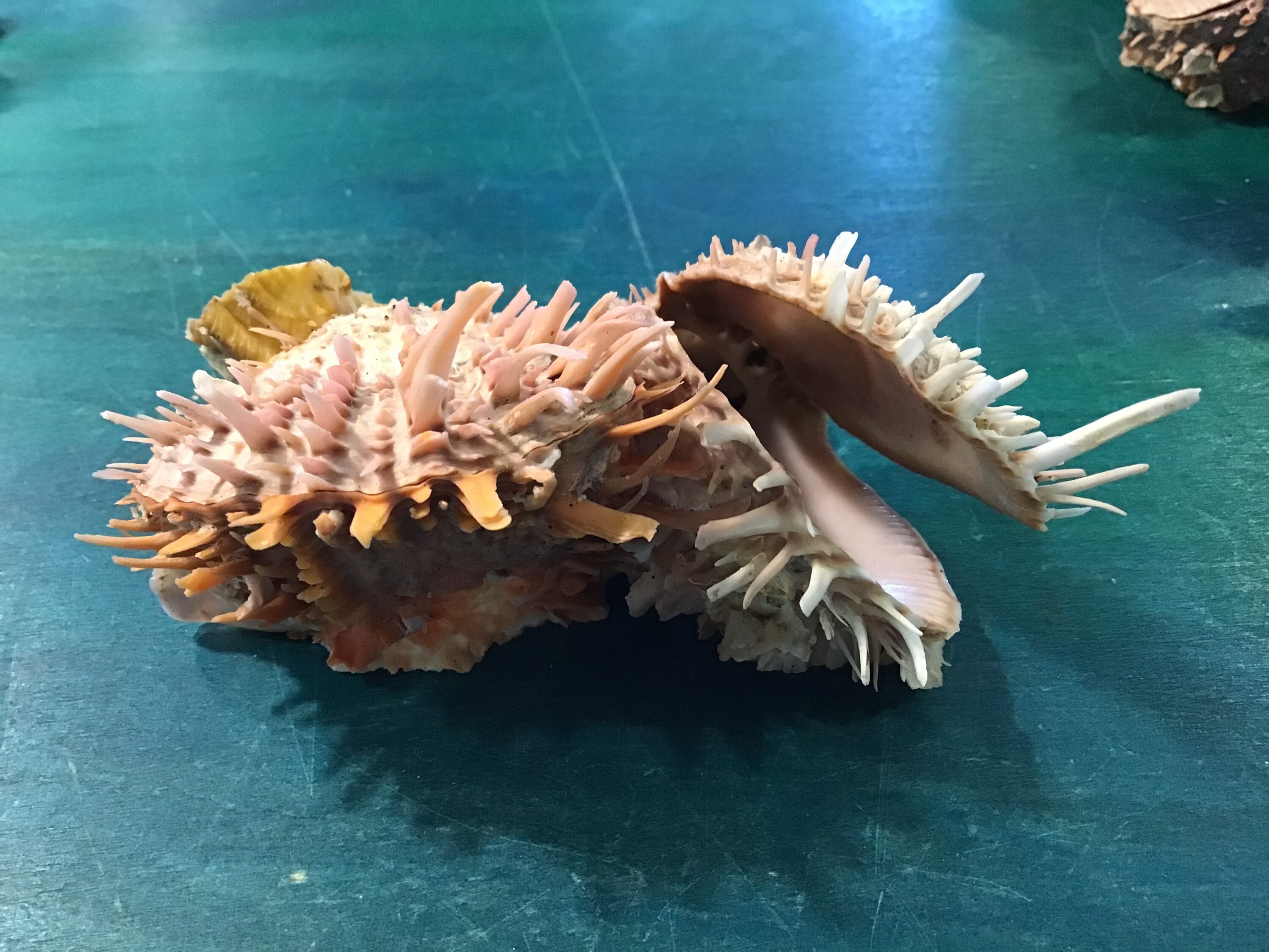 Vintage organic Spondylus cluster Seashell Shell Sea Rare Collector ...