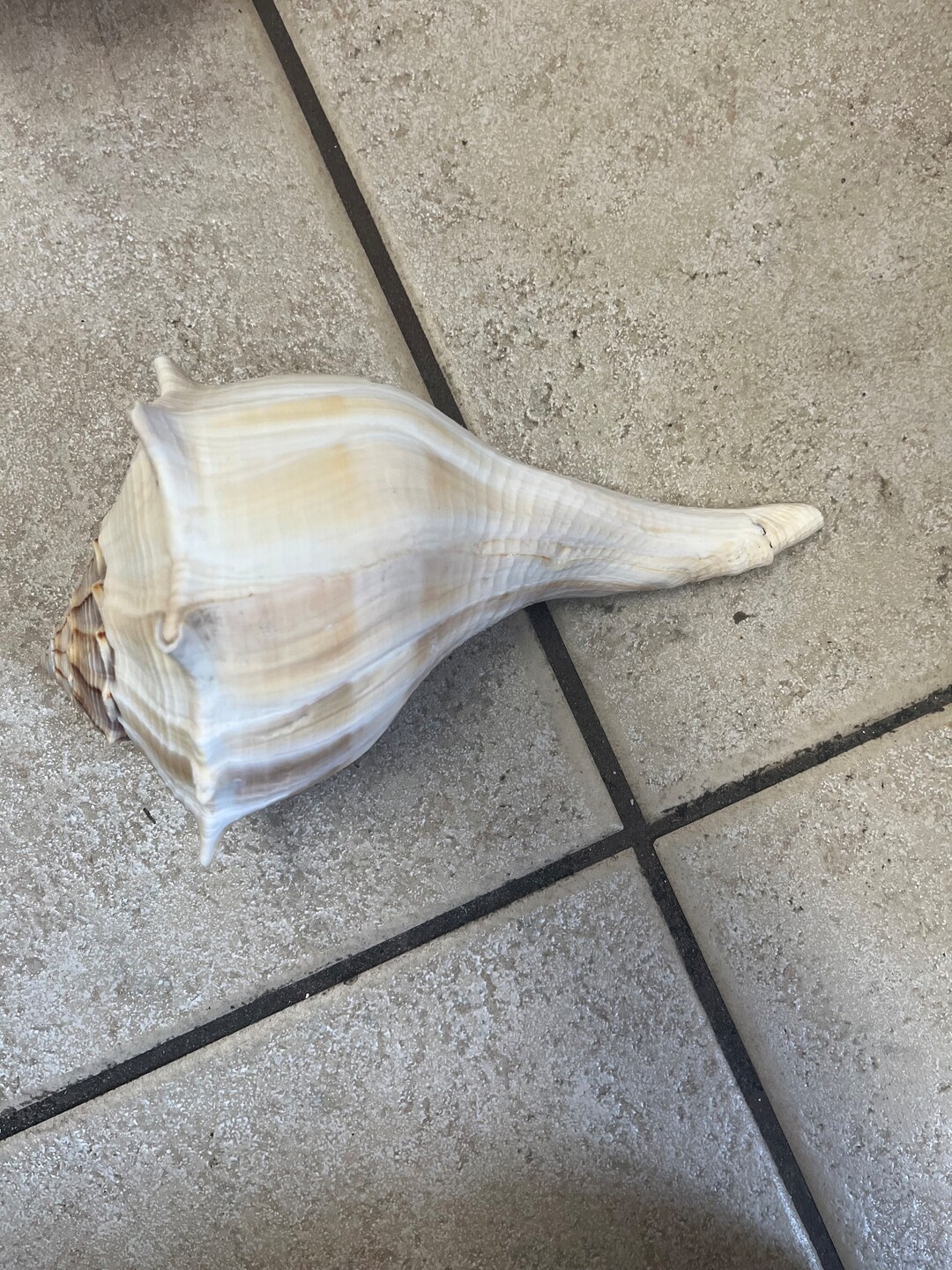 Texas State Shell Lightning Whelk 7-9" - Etsy