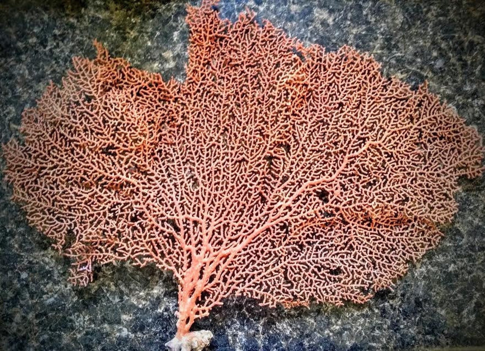 Dried Sea Fan Coral Seafan Multiple Sizes Natural Color Rust - Etsy